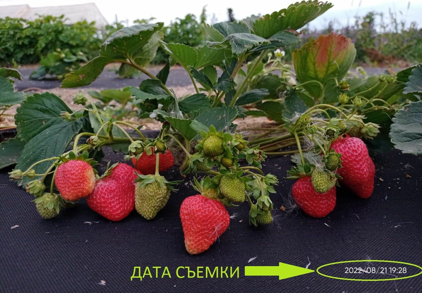 Рассада. Клубника непрерывного плодоношения