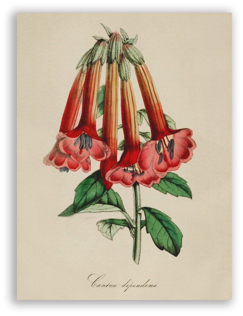 Гравюра Постер на бумаге / Cantua Dependens