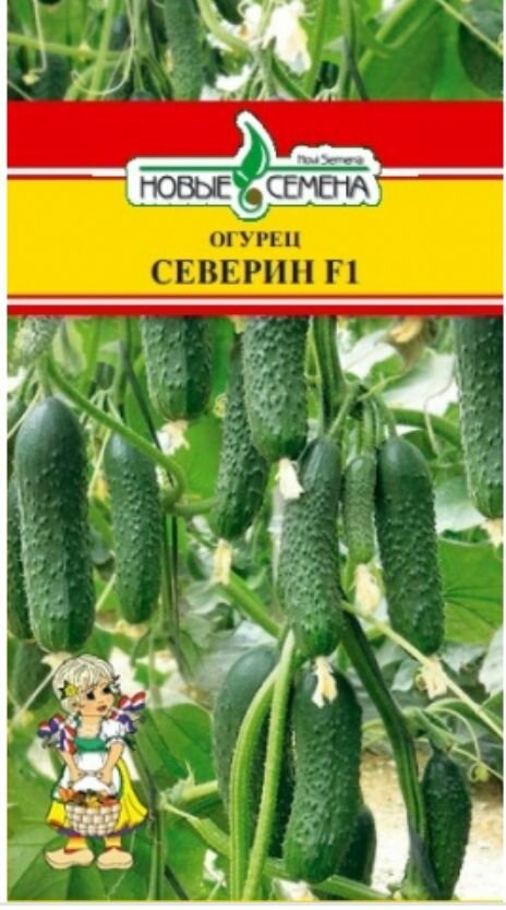 Огурец Северин F1 (5 семян)Скороспелый, крупнобугорчатый, партенокарпический гибрид