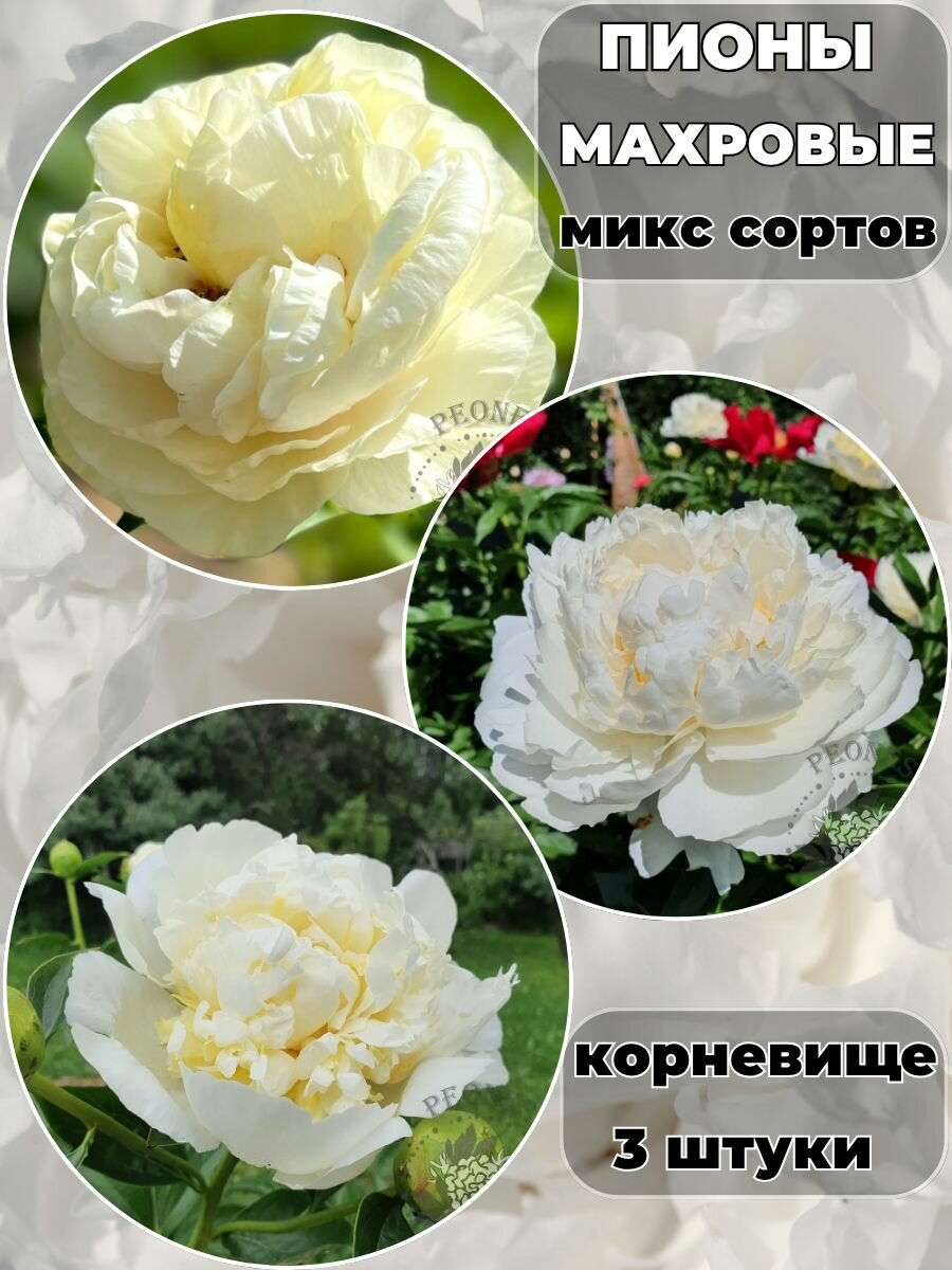 Пионы махровые, многолетние цветы, для вертикального озеленения, микс сортов, 3 штуки