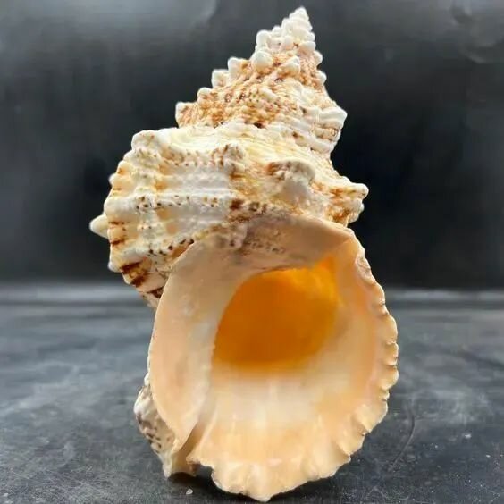 Ракушка морская натуральная Бурса Бубо25cm-26cm