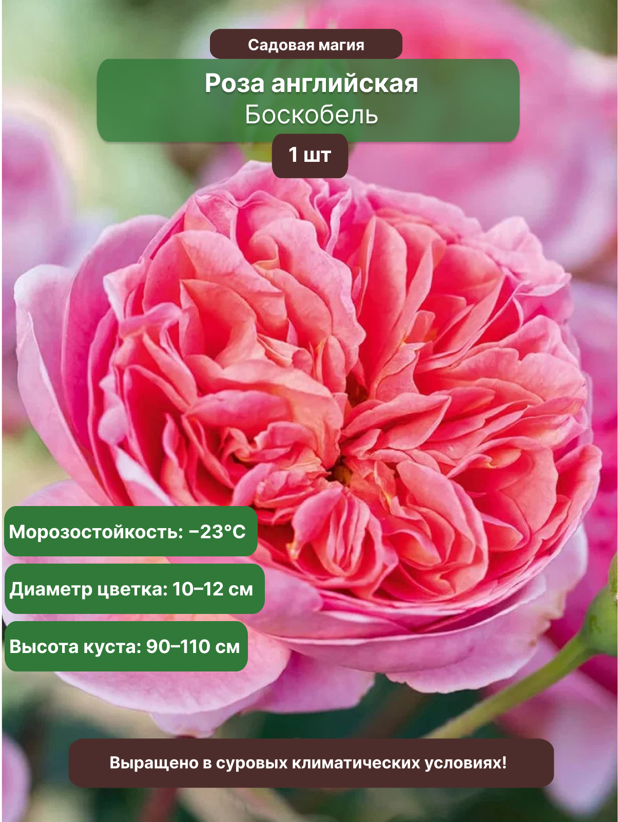 Роза английская Боскобель (Boscobel) , 1 саж, многолетняя , розовая