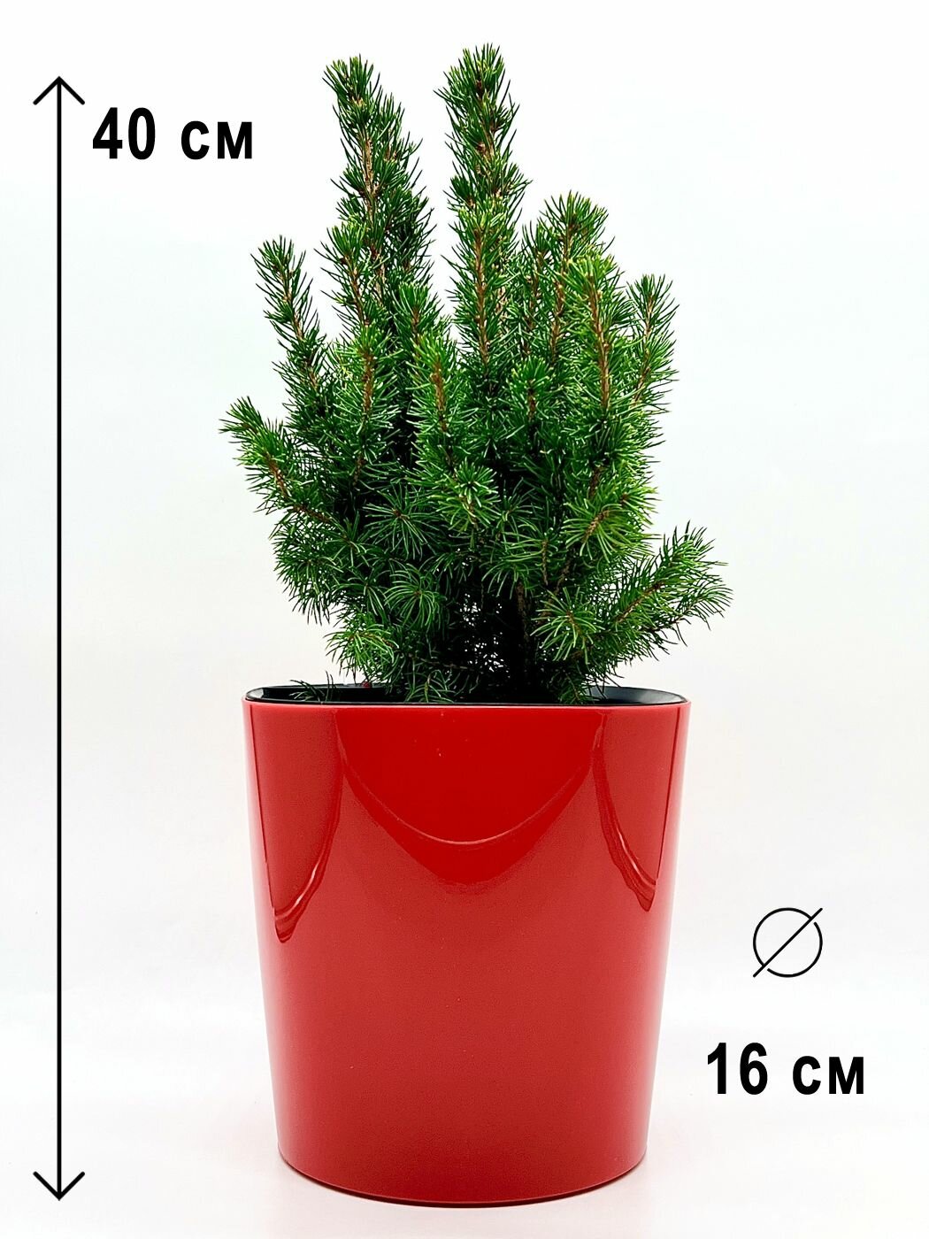 Ель живая Коника в красном пластиковом кашпо с автополивом, высота композиции 35-40 см