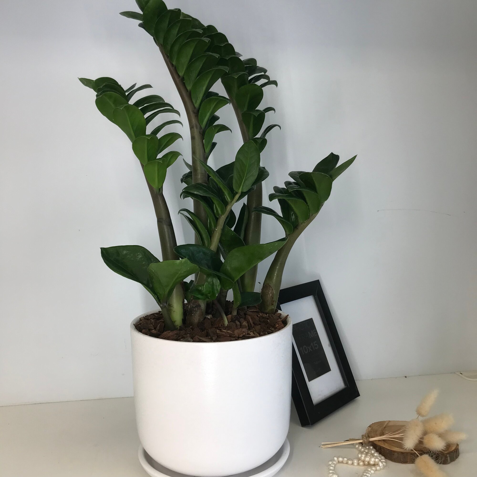 Карликовый замиакулькас Zenzi