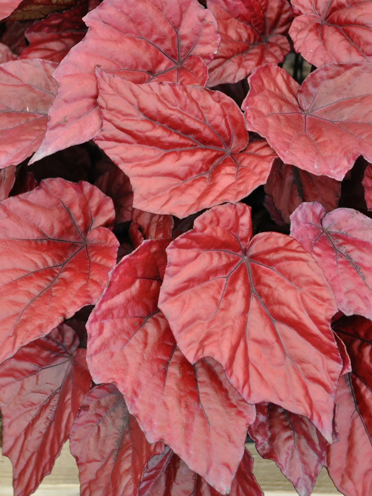 Бегония королевская Red Kiss 30х12