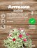 Аптения (Набор из 2)