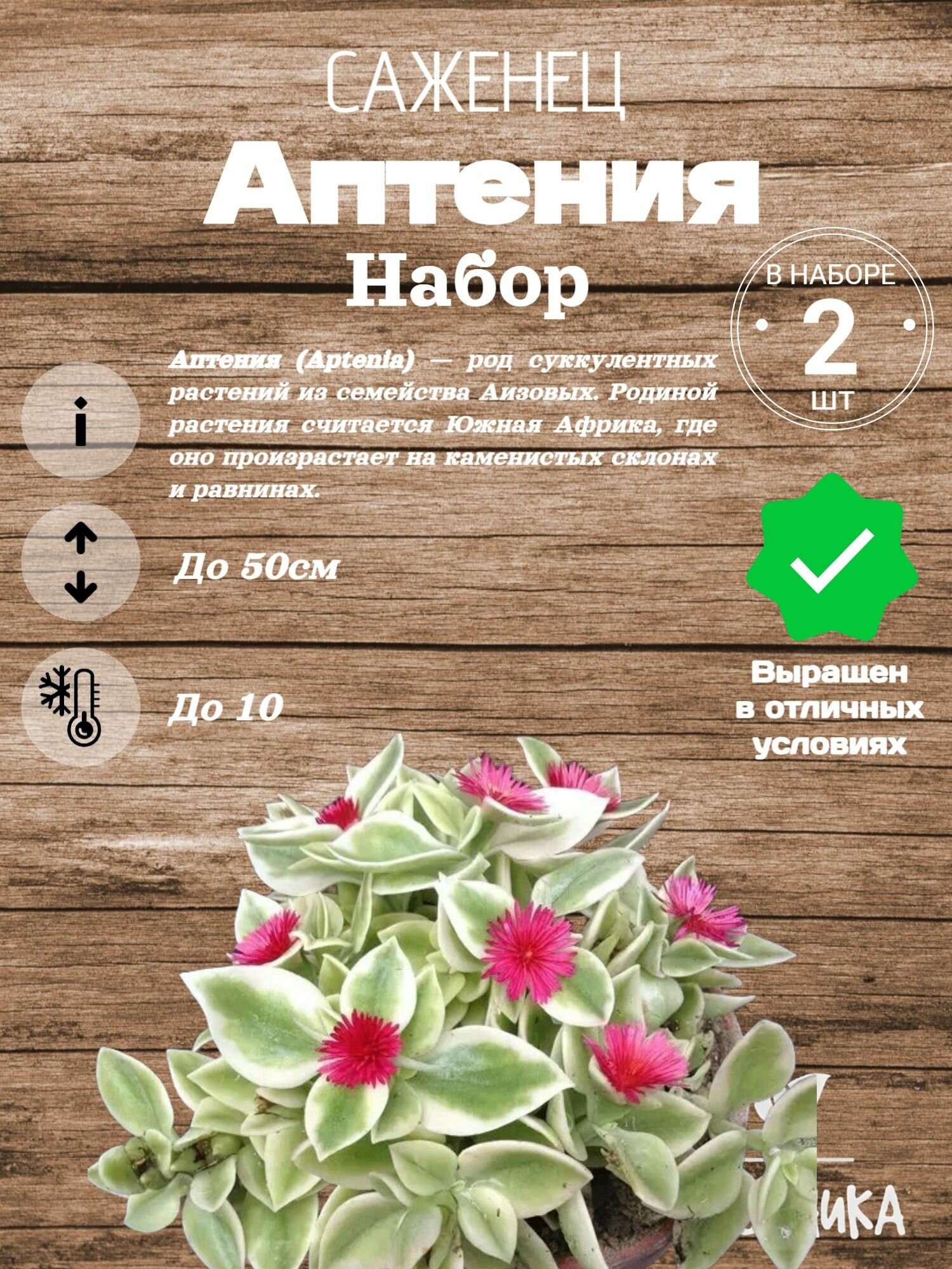 Аптения (Набор из 2)