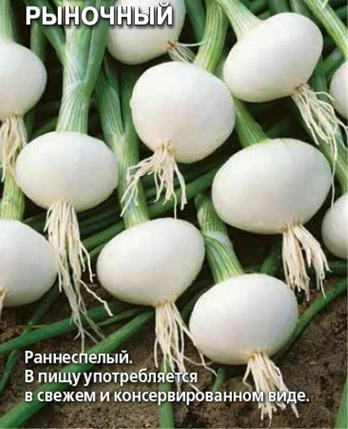 Коллекционные семена лука репчатый Рыночный (на перо)