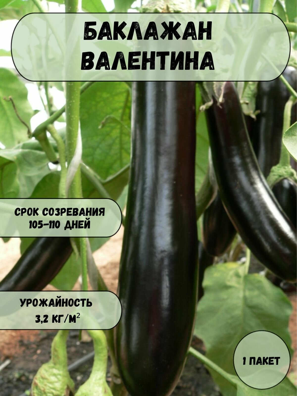 Коллекционные семена баклажана Валентина F1 10 шт