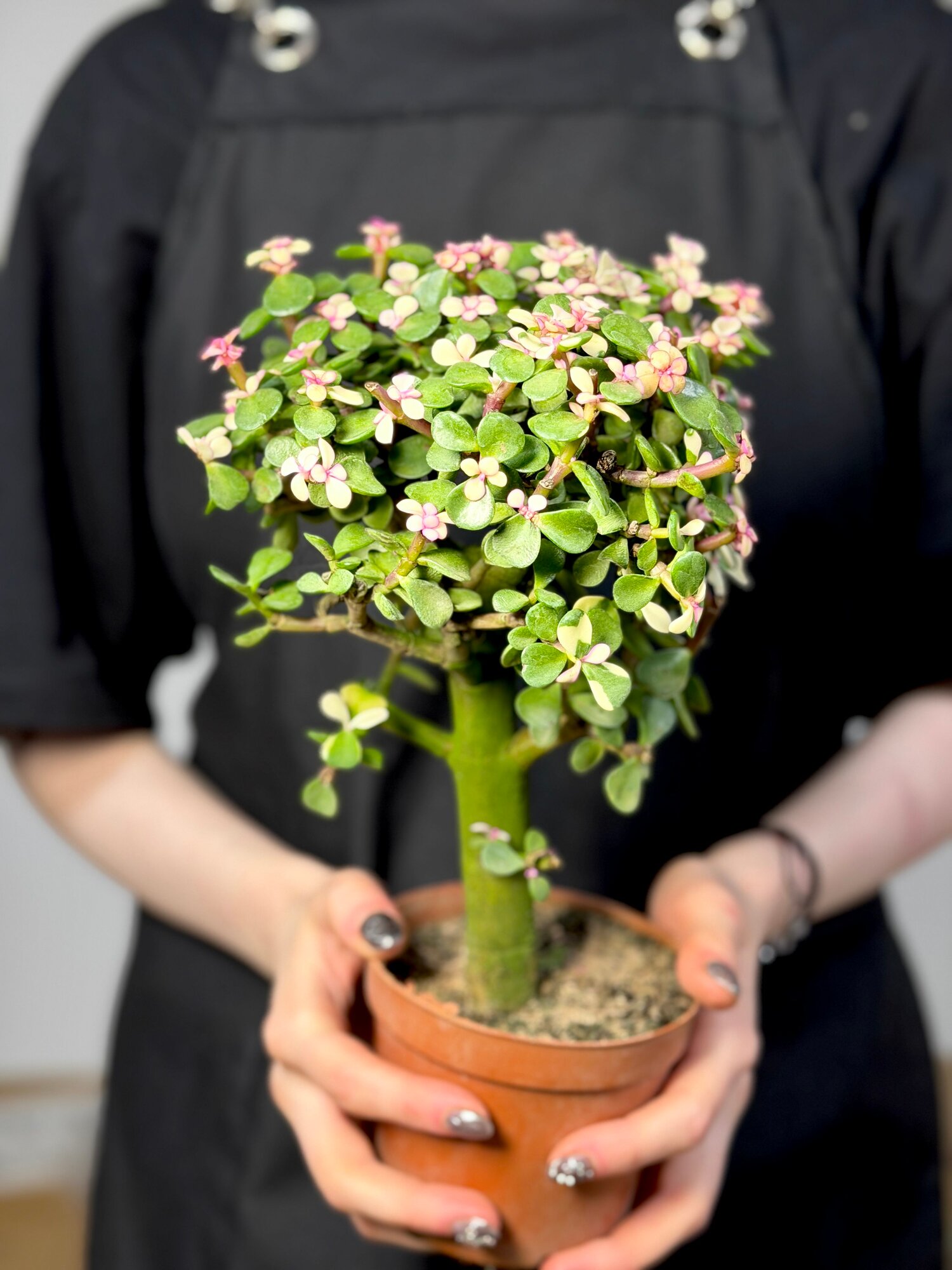 Портулакария Афра, Цветущее Дерево (Portulacaria Afra) D10см, комнатное растение