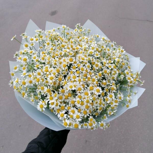 "Милые ромашки S" нежный, воздушный букет для самых любимых, 9 веток. — фото 1