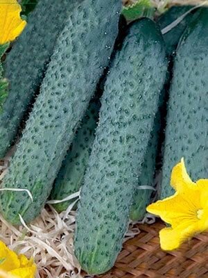 Коллекционные семена огурца F1 Русские мотивы