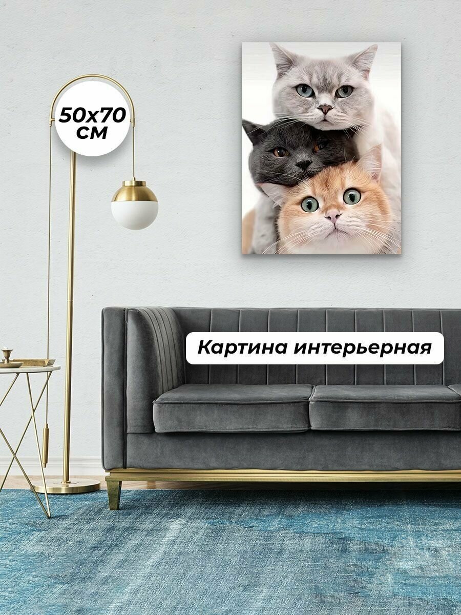 Картины для интерьера 50х70 3 Кота Кошки Кот
