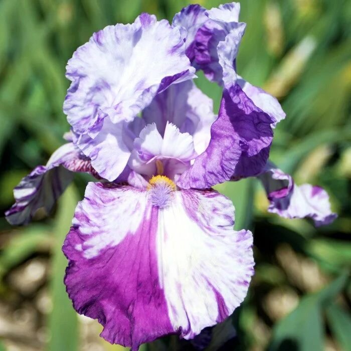 Ирис бородатый Шазам луковицы, клубни, корни цветов