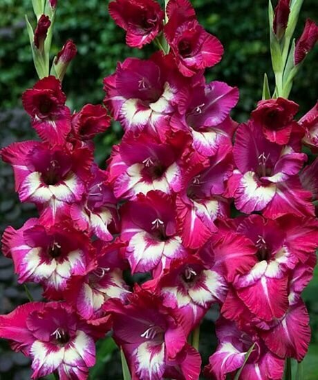 Гладиолус Джо Джо 1 шт