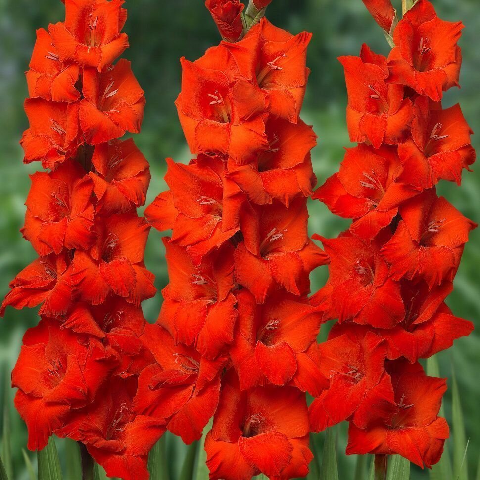 Гладиолус Хантинг Сонг 1шт