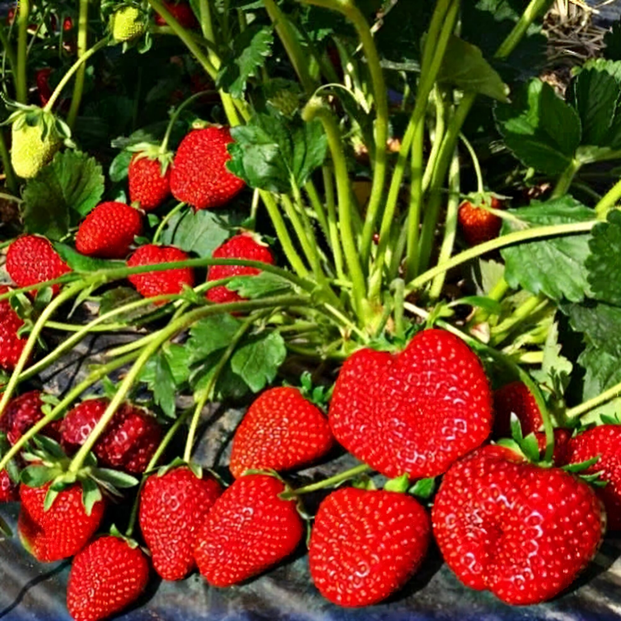 Клубника "Маэстро", ремонтантная, многолетник, для всех регионов, ЗКС, 10 шт.