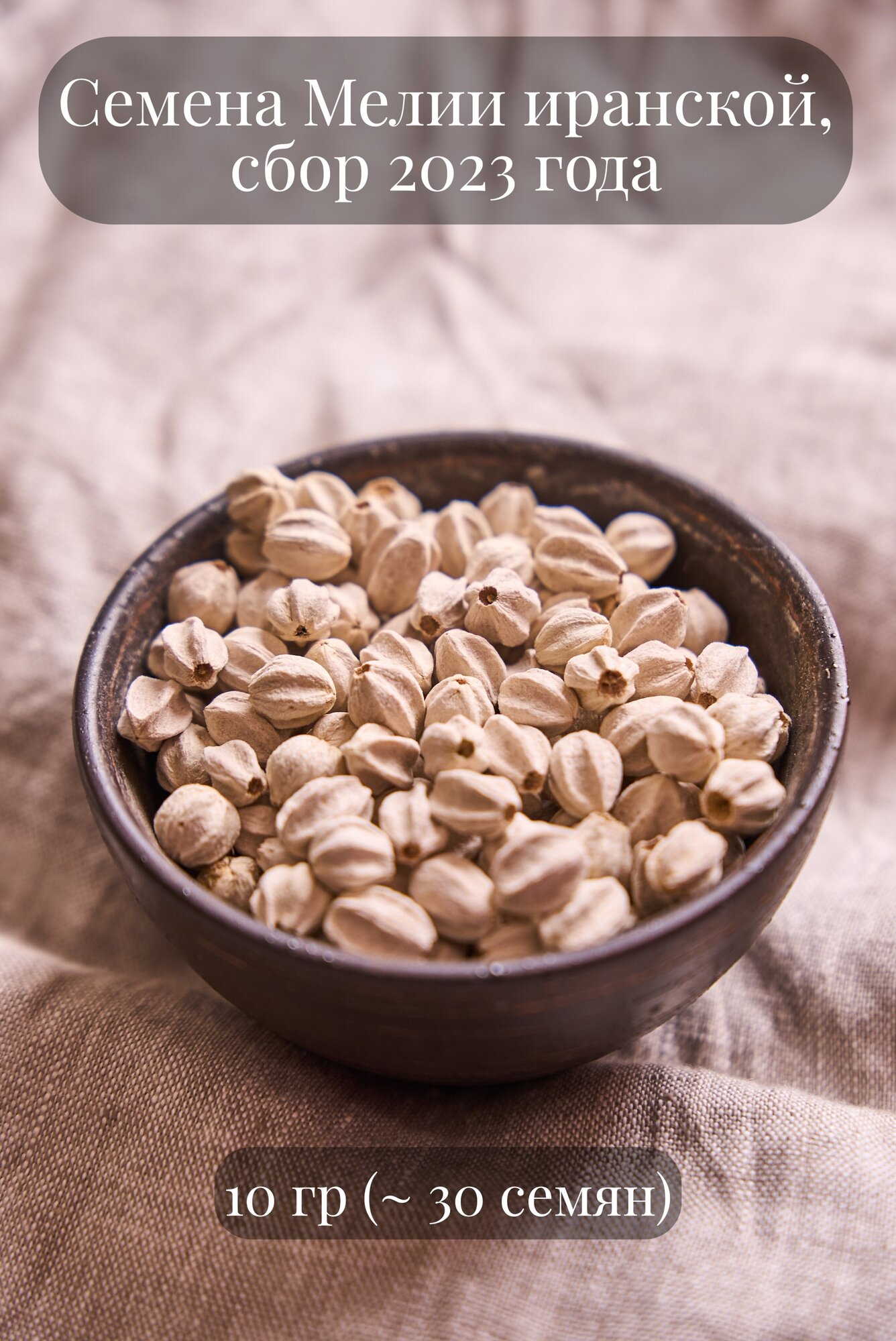 Семена Мелии иранской, 10 грамм (примерно 30 шт)