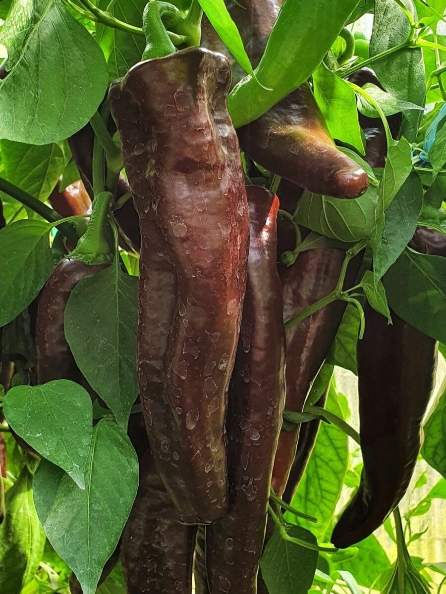 Сладкий перец Рамиро шоколадный семена 5 штук