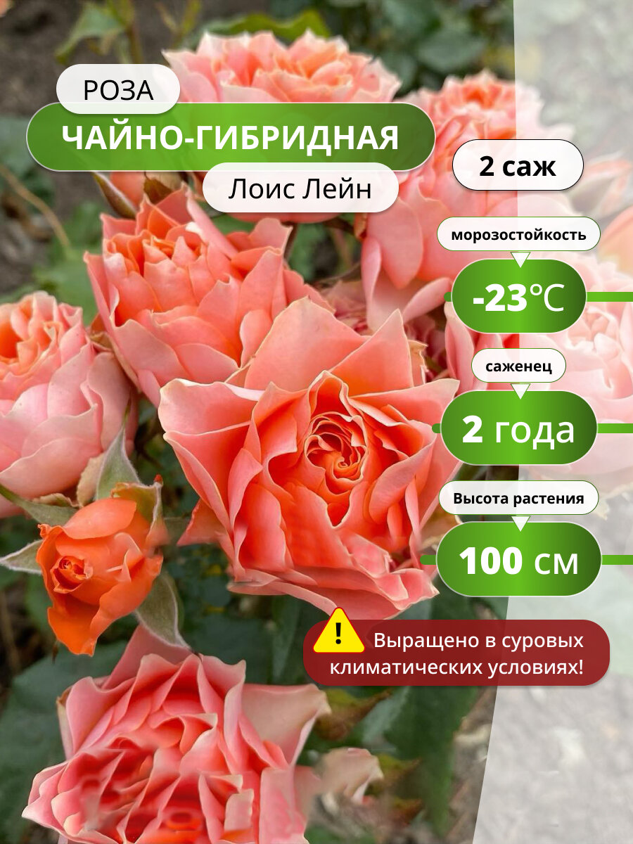 Роза чайно-гибридная Лоис Лейн (Lois Lane) / 2 шт, роз многолетних