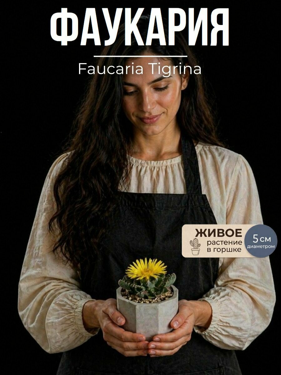 Фаукария Тигровая (Faucaria Tigrina) D5см, домашний цветок