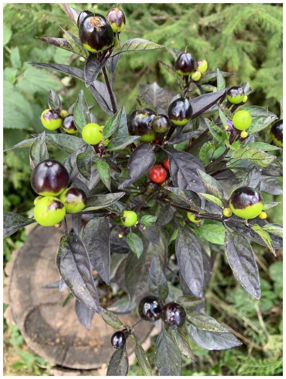 Острый перец Black pearl семена 5 штук