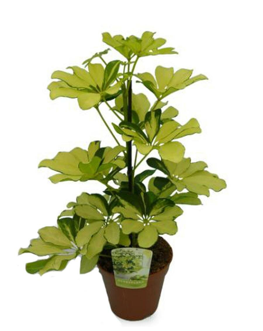 Шеффлера Мелани - Schefflera Melanie D20 H60