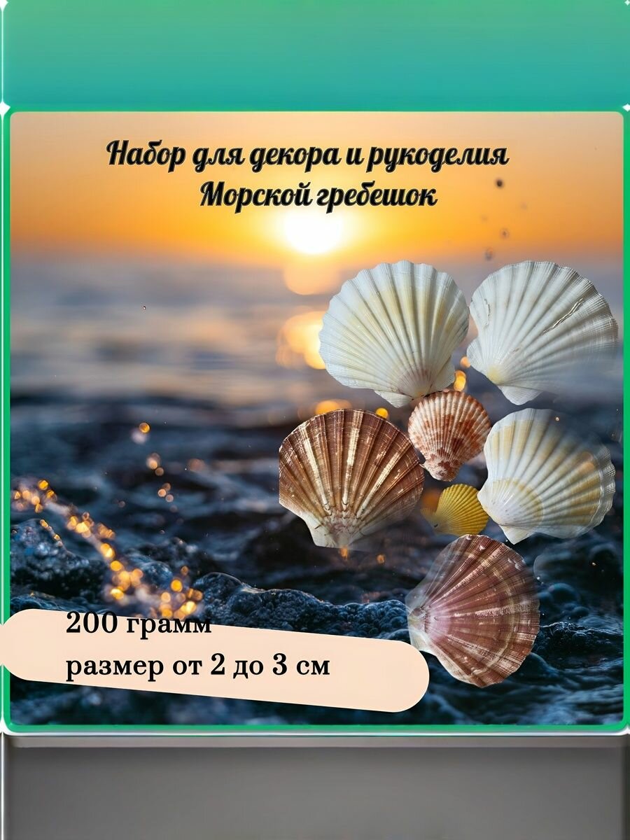 Ракушки морские, морской гребешок для поделок, аквариума, дизайна интерьера