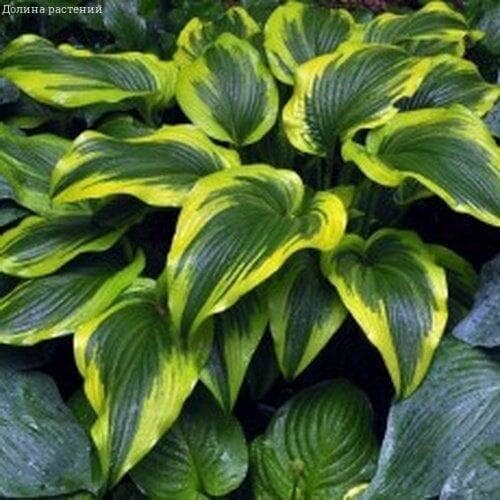 Хоста Ауреомаргината (1 корневище в пакете с торфом), Нидерланды