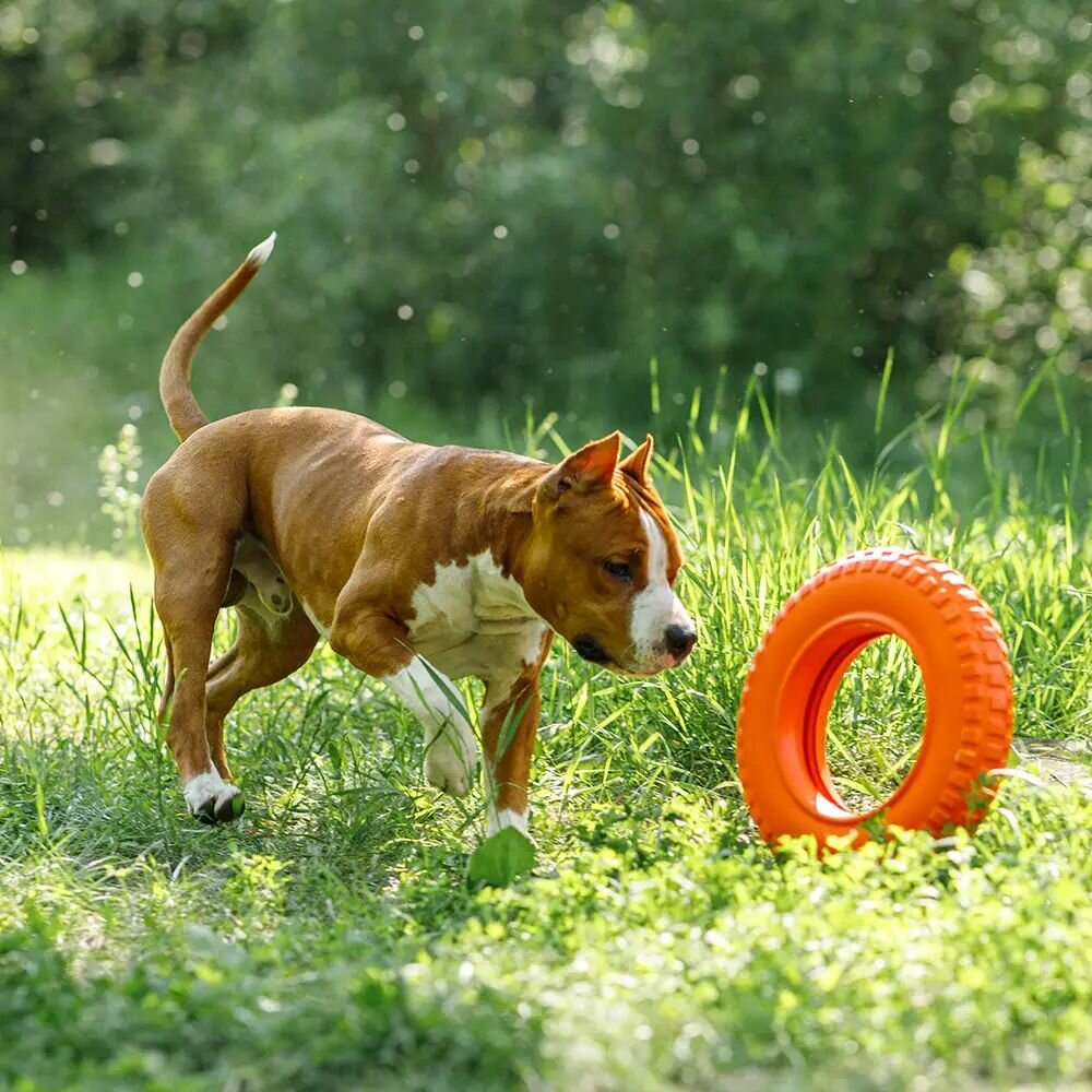 Игрушка для собак Шинка Мега диаметр 35 см оранжевая, для собак средних и крупных пород (снаряд, пуллер)