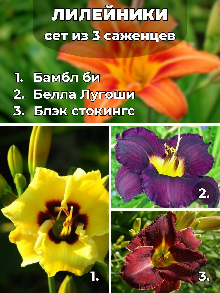 Лилейник, корневища , сет из 3-х сортов