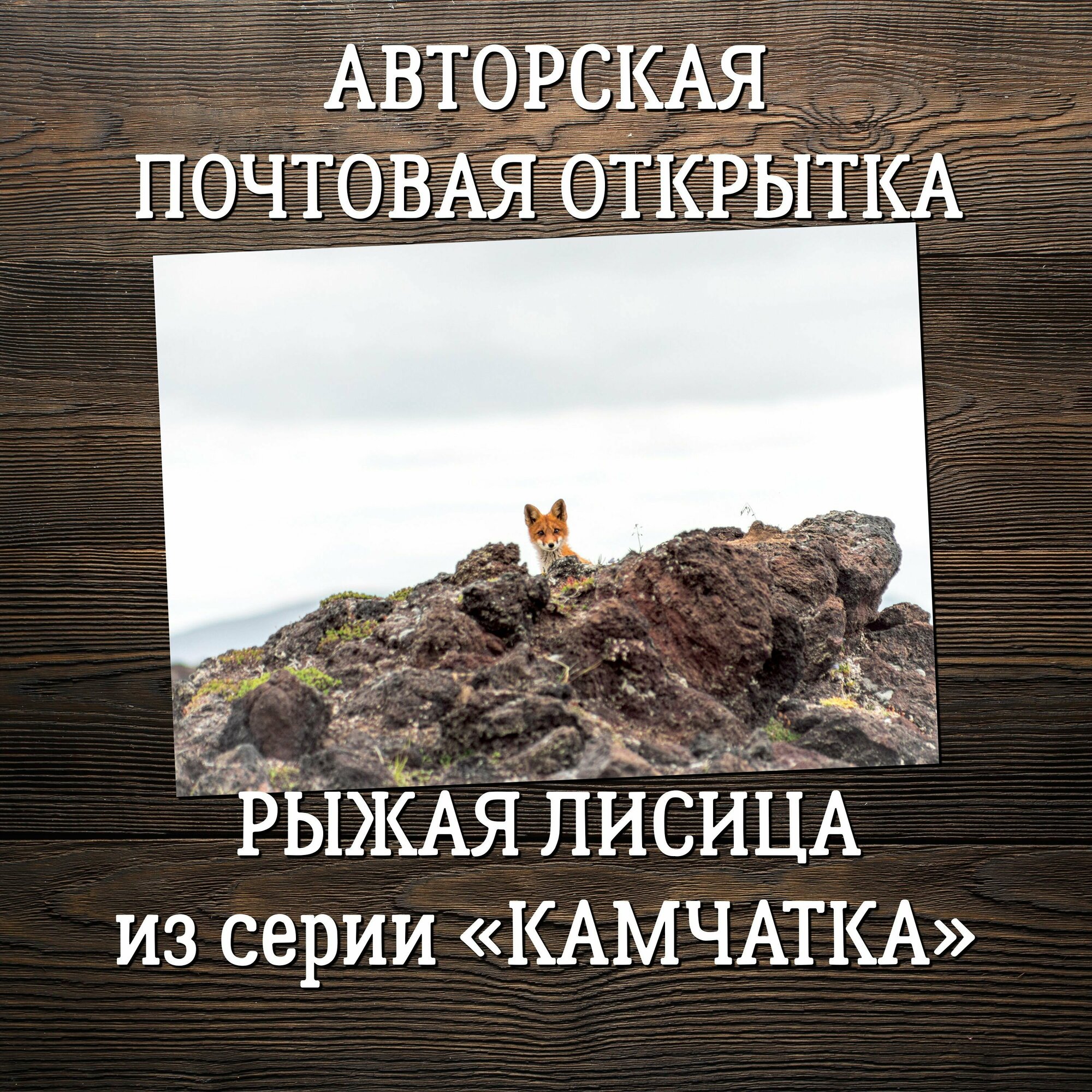 Авторская почтовая открытка для посткроссинга "Рыжая лисица" из серии "Камчатка"