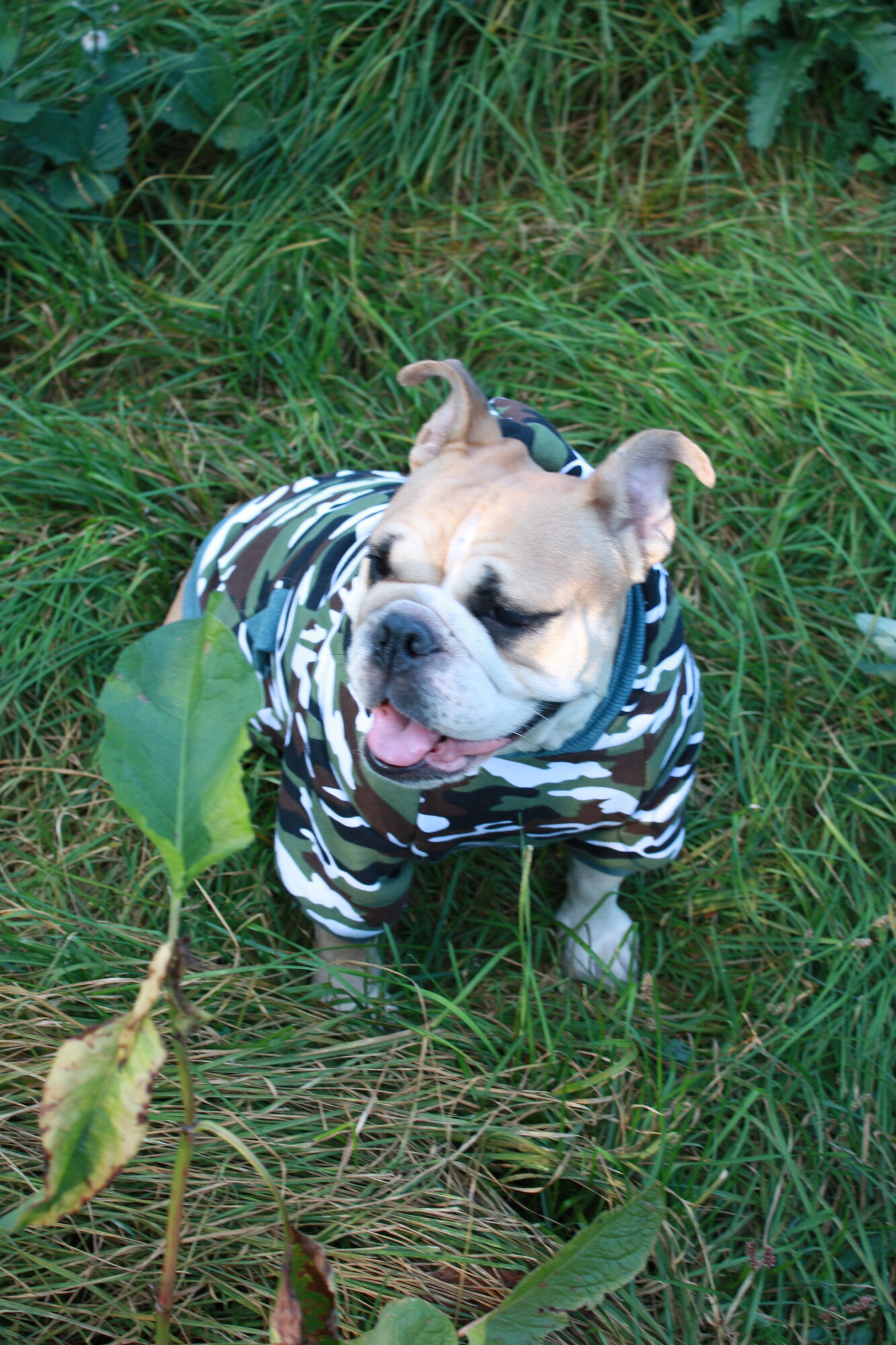 Толстовка для собак