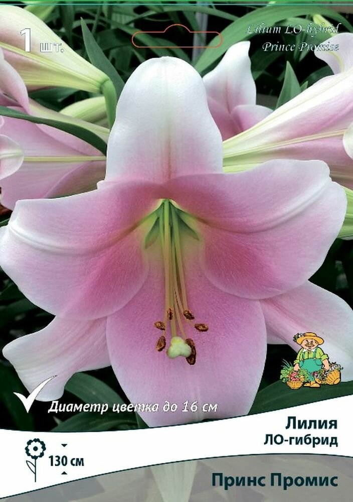 Луковицы поиск лилия принс промис 1 шт