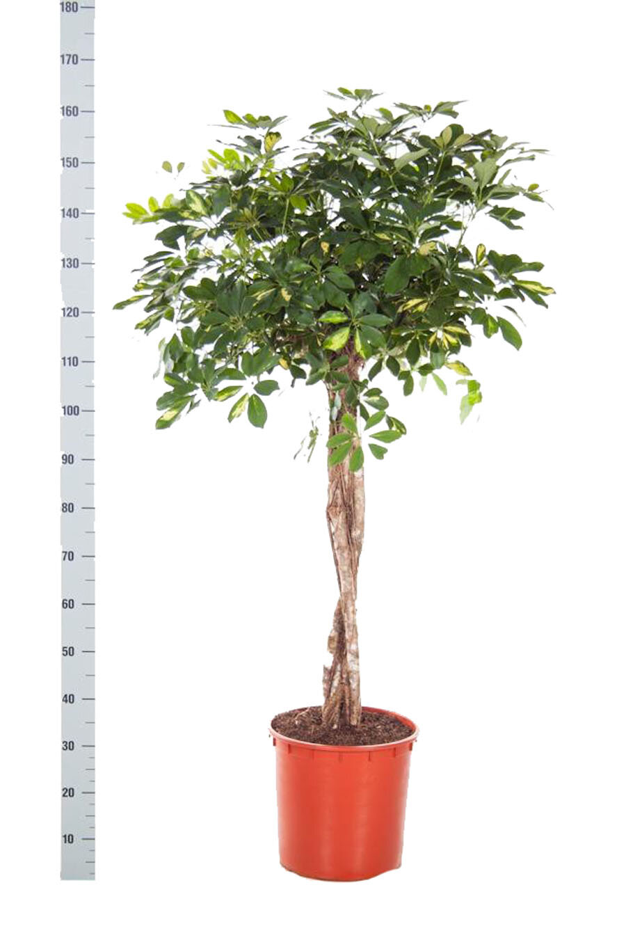 Шеффлера Голд Капелла косичка - Schefflera gold capella D30 H165