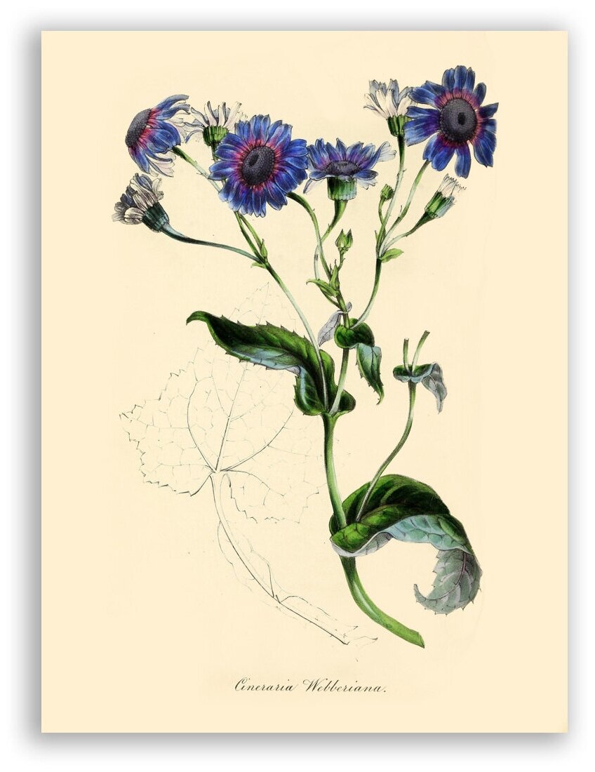 Гравюра Постер на бумаге / Cineraria Webberiana