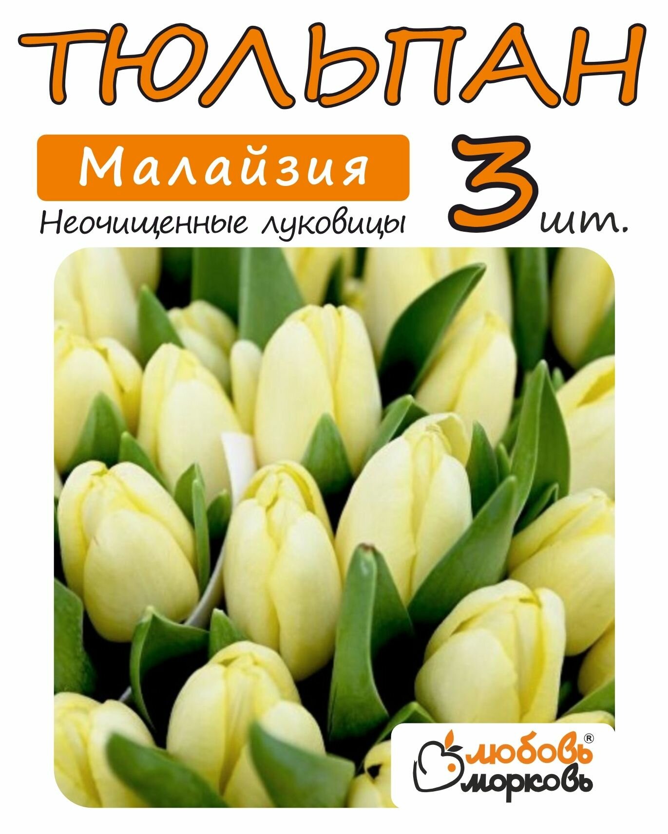 Тюльпан Луковица, Малайзия, 3+ шт