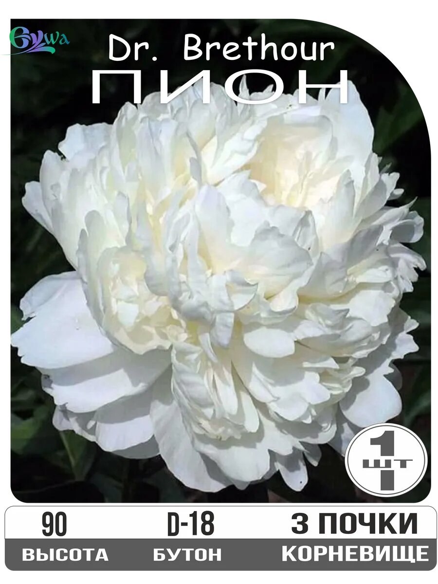 Пион Корневище, Доктор Бретур, 3 почки, многолетник, высота 90 см, белый
