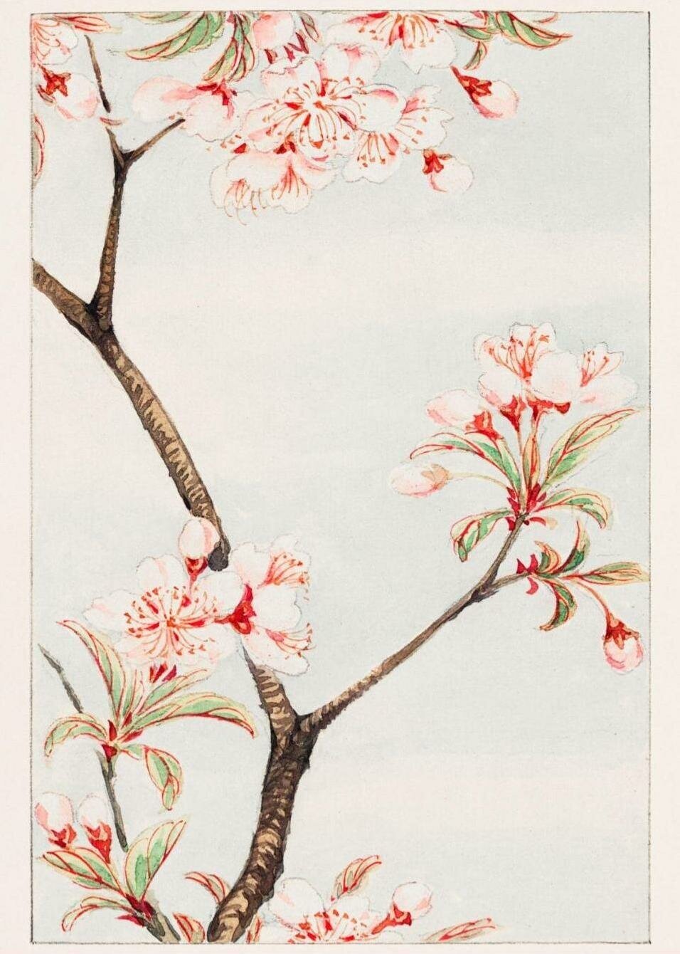 Постер / Плакат / Картина Весна - Сакура 40х50 см в подарочном тубусе