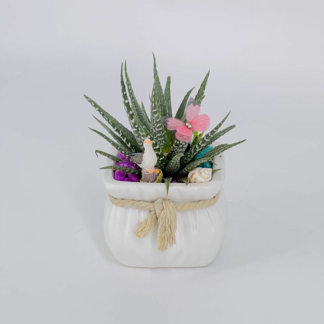 Хавортия в кашпо, комнатные цветы. Живые цветы для дома