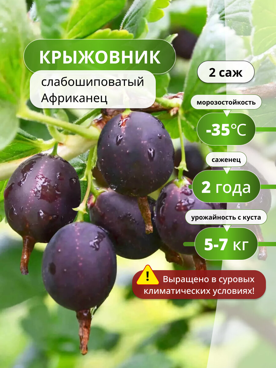 Крыжовник Африканец слабошиповатый, 2 шт, морозостойкий сорт