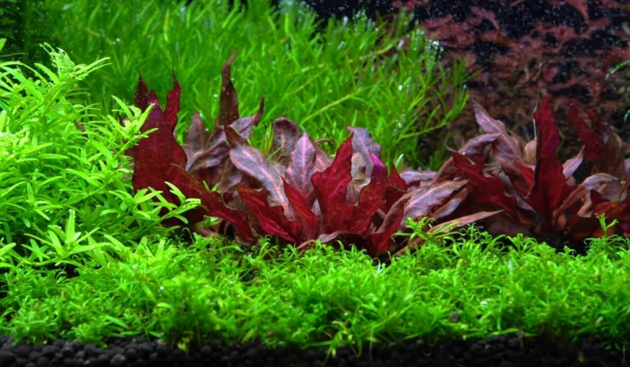 Альтернантера Розанервиг(Alternanthera sp. Rosanervig) 5 веточек
