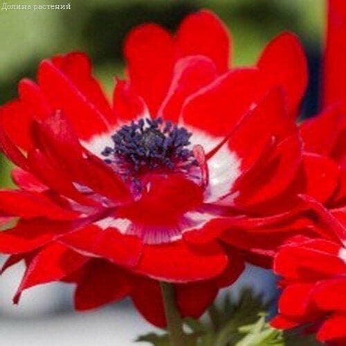 Анемона Говернор (5 луковиц), Нидерланды