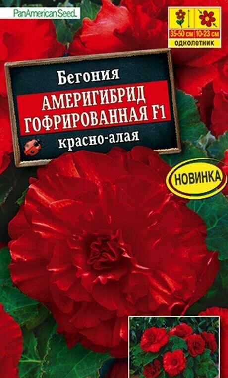 Семена растения бегония америгибрид гофрированная f1 красно-алая