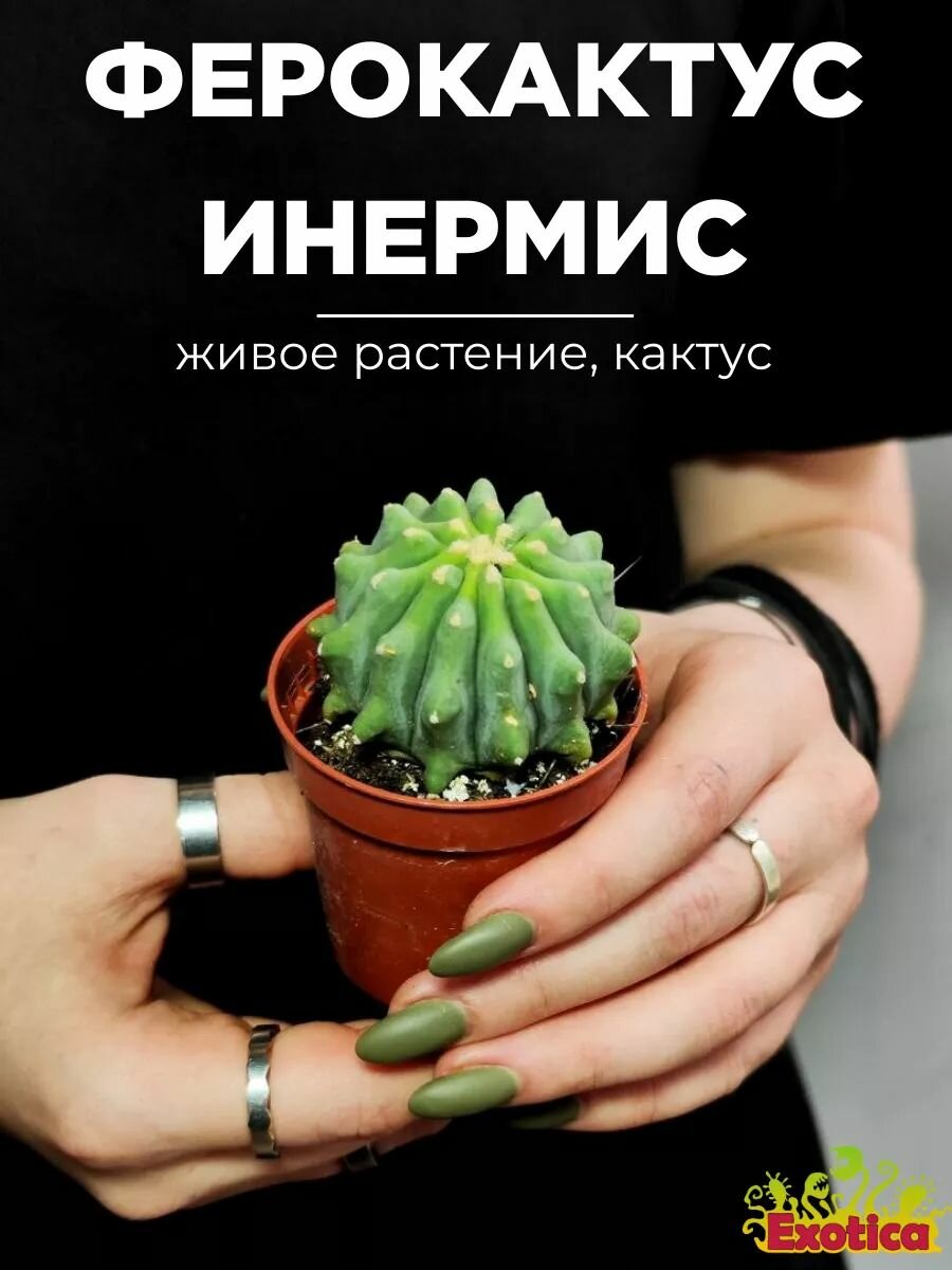 Ферокактус Глаусесценс Инермис (Ferocactus Glaucescens Inermis) D5см, растение в горшке