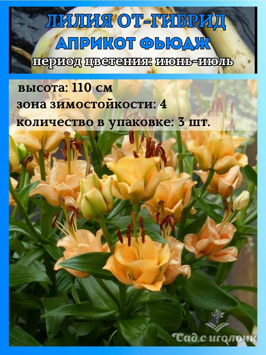Лилия от-Гибрид, Априкот Фьюдж, луковицы 3 штуки