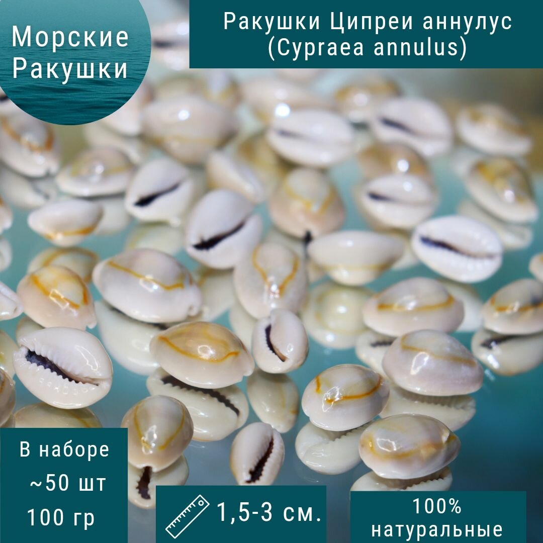 Морские ракушки Каури Ципрея аннулус натуральные 2,3-2,6см 100 гр.