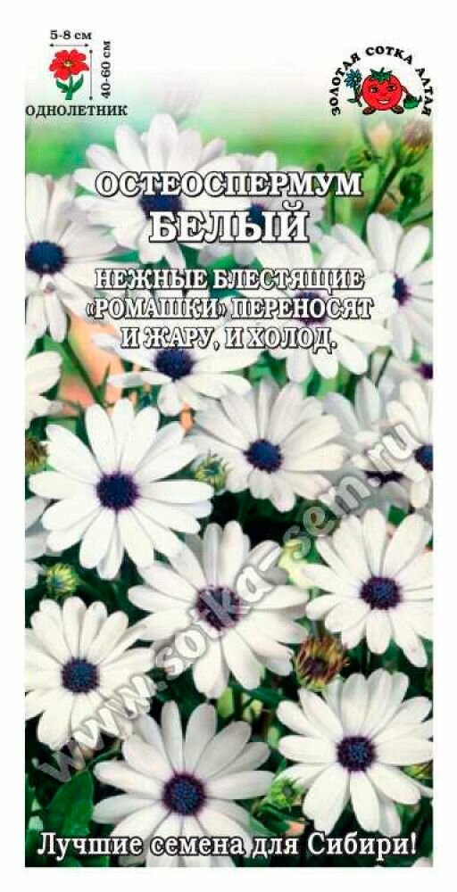 Семена Золотая Сотка Алтая, Остеоспермум "Белый", цветы, для всех регионов, 0.1 г