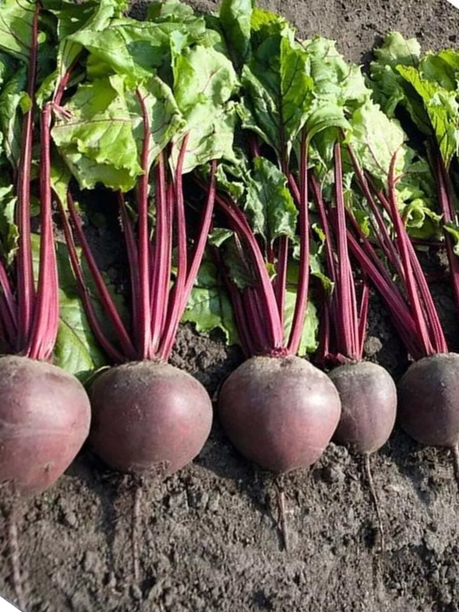 Семена свёклы голландской селекции Пабло F1 - 1 г. Среднеранний гибрид с высокими вкусовыми качествами