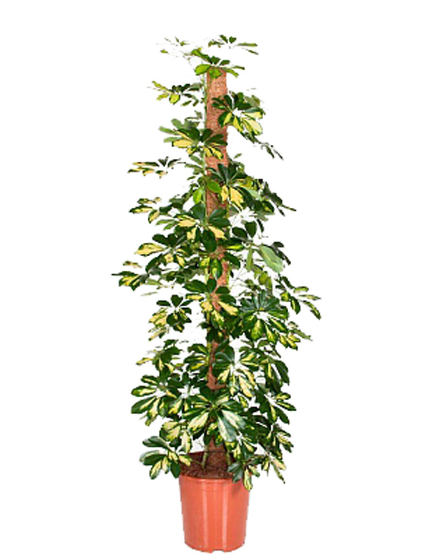 Шеффлера Голд Капелла - Schefflera gold capella H100